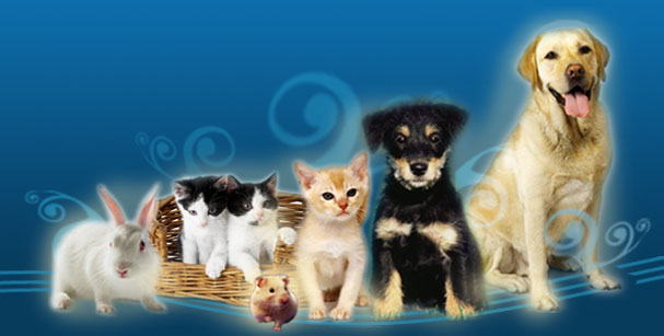 Animals&pets » Blog Archive » Importancia de las mascotas