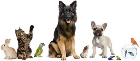 Mascotas… Parte De Tu Familia » Blog Archive » Mascotas :)