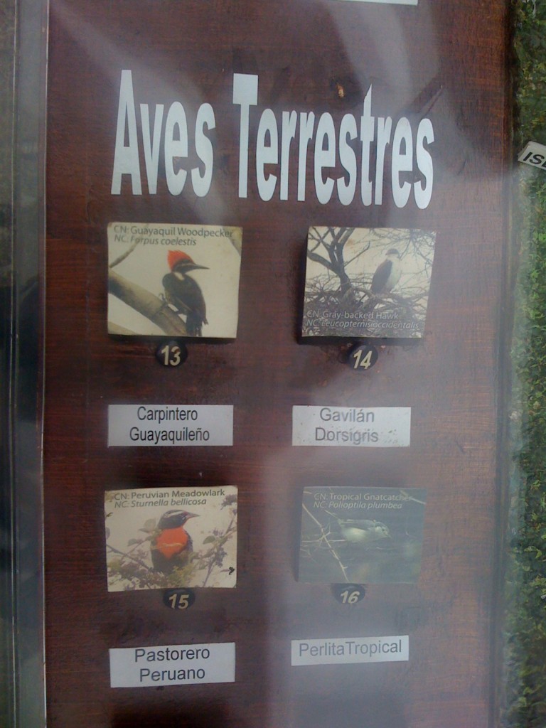 AVES TERRESTRES - blog.espol.edu.ec/ronald