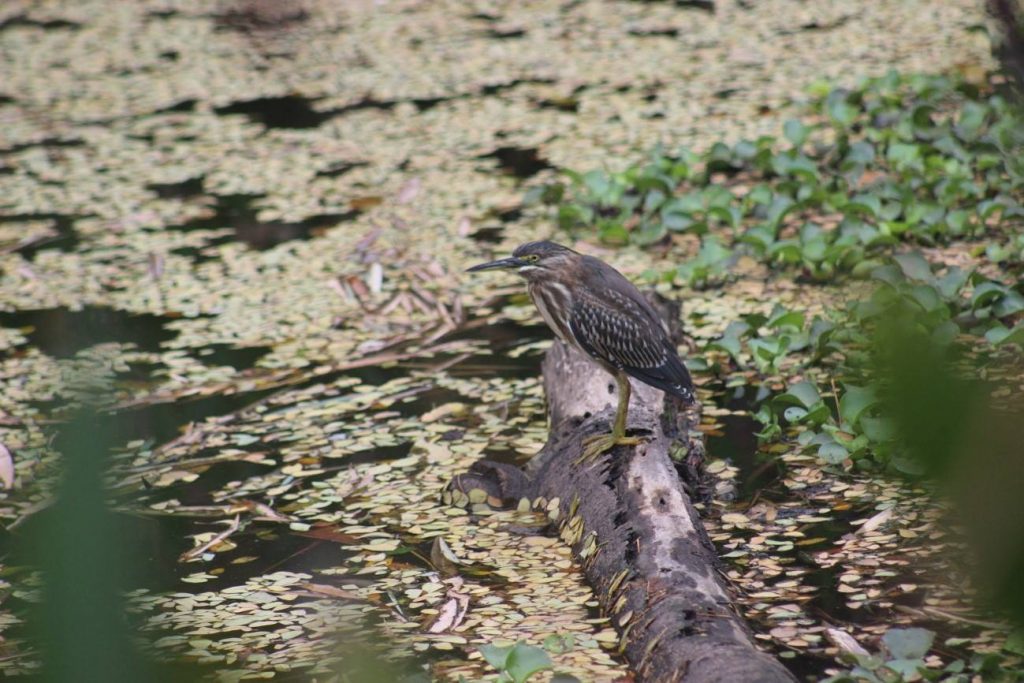 Garcilla Estriada – Avifauna (ESPOL)