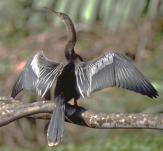 Aninga – Avifauna (ESPOL)