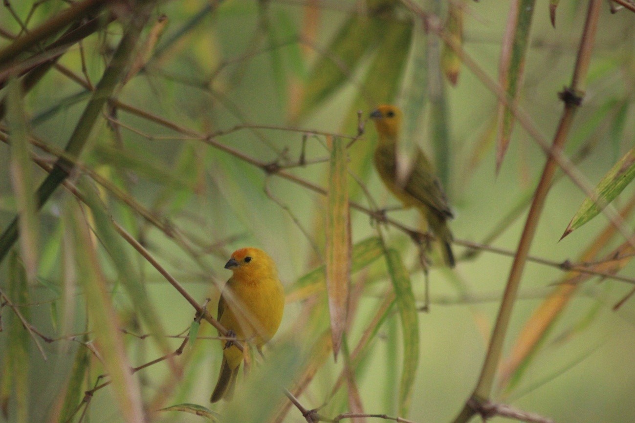 Pinzón Sabanero Azafranado – Avifauna (ESPOL)