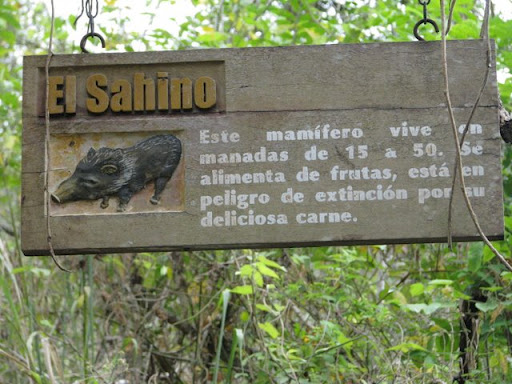 whathever » SAHINO