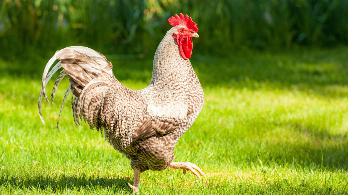 Razas de gallos: Belleza, fuerza y función en la granja - Tu portal ...