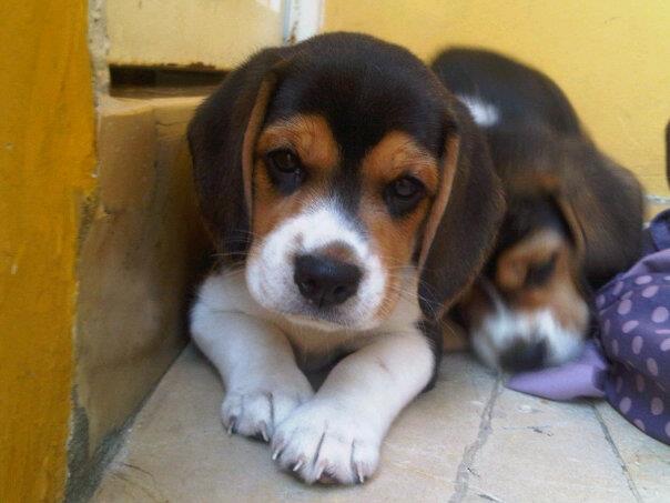 Todo sobre los Beagles » Blog Archive » Sugerencias para cuidar a tu perro