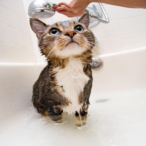 Mininos » Blog Archive » La hora del baño